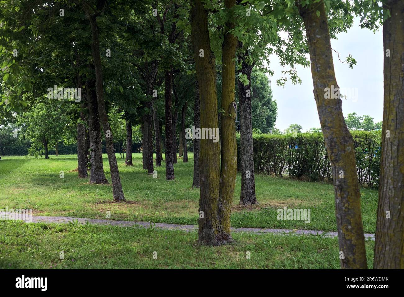 Lawn with trees and a hedge bordering it at sunset Stock Photo - Alamy