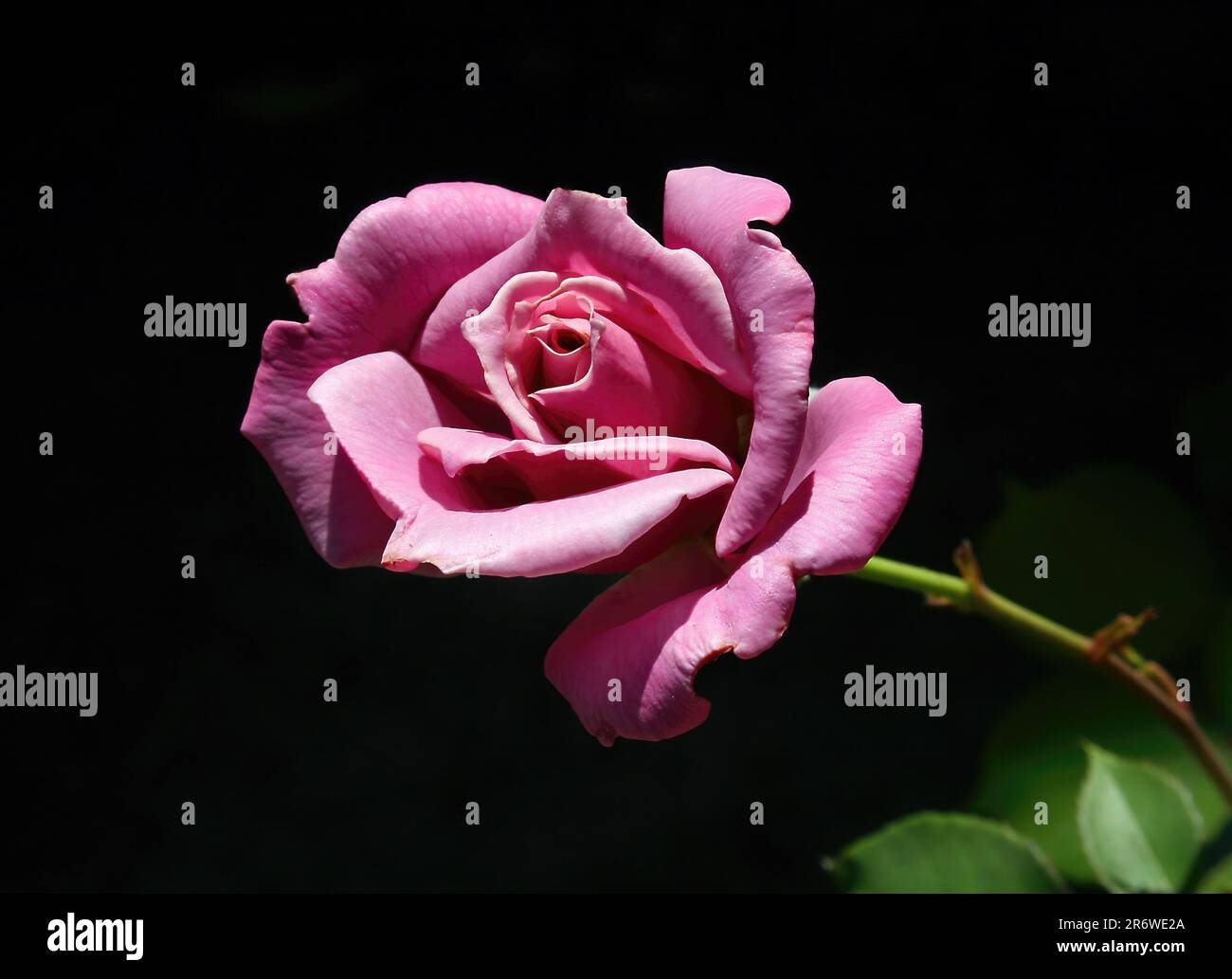 White scottish rose hi-res stock photography and images - Alamy