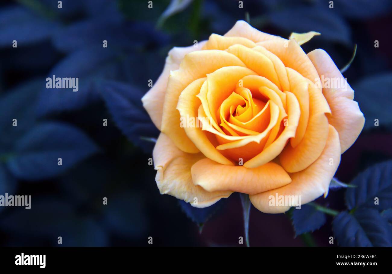 Alamy rose hi-res stock photography and images - Alamy