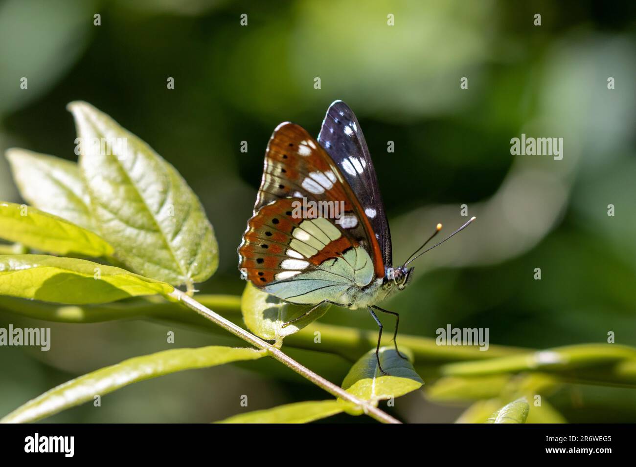 A Southern white admiral (Limenitis reducta) butterfly on green leaves ...