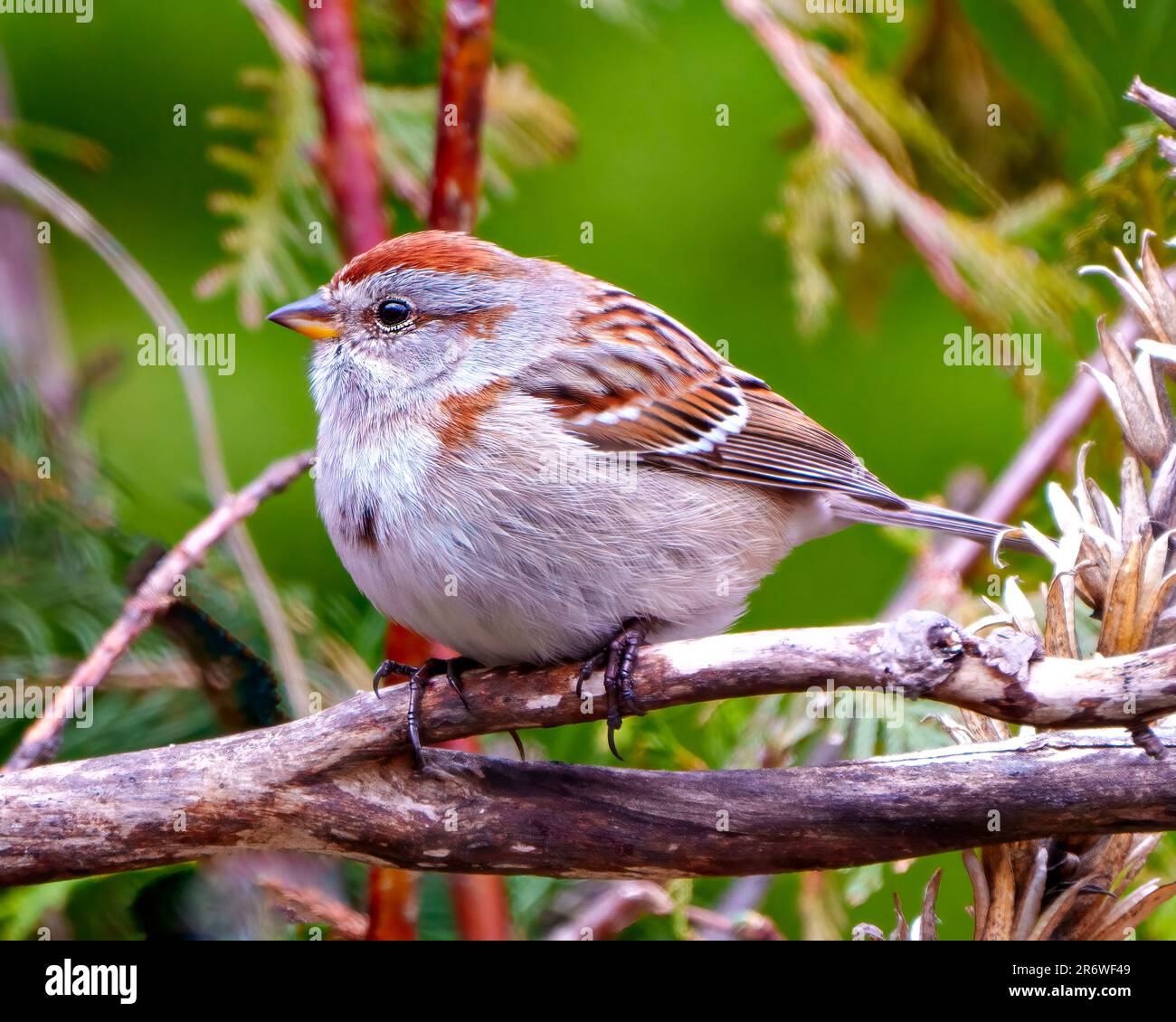 American Tree Sparrow close-up side view perched on a branch with ...