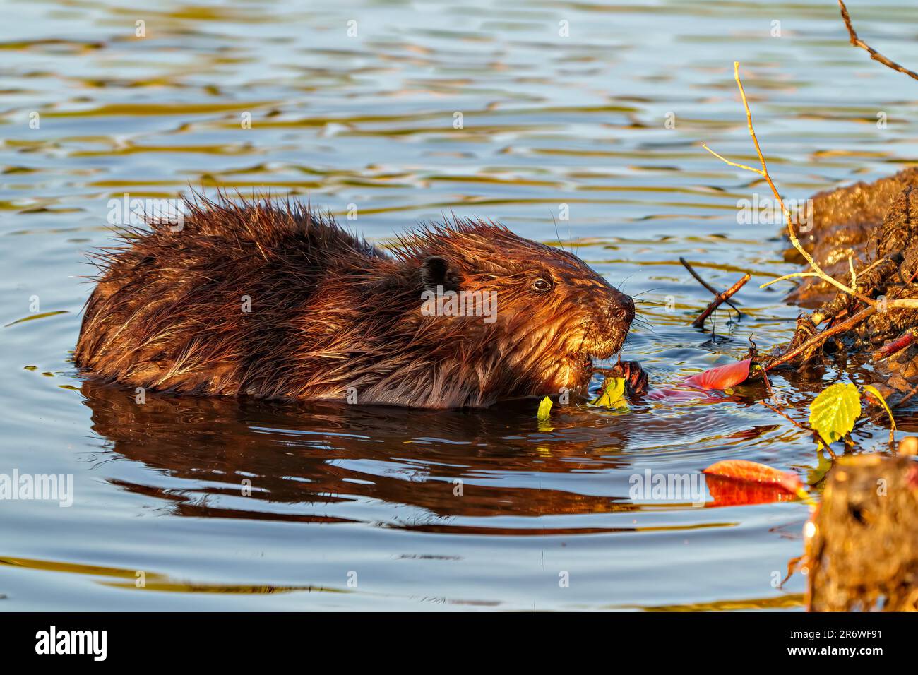 Aquatic Stream Habitat