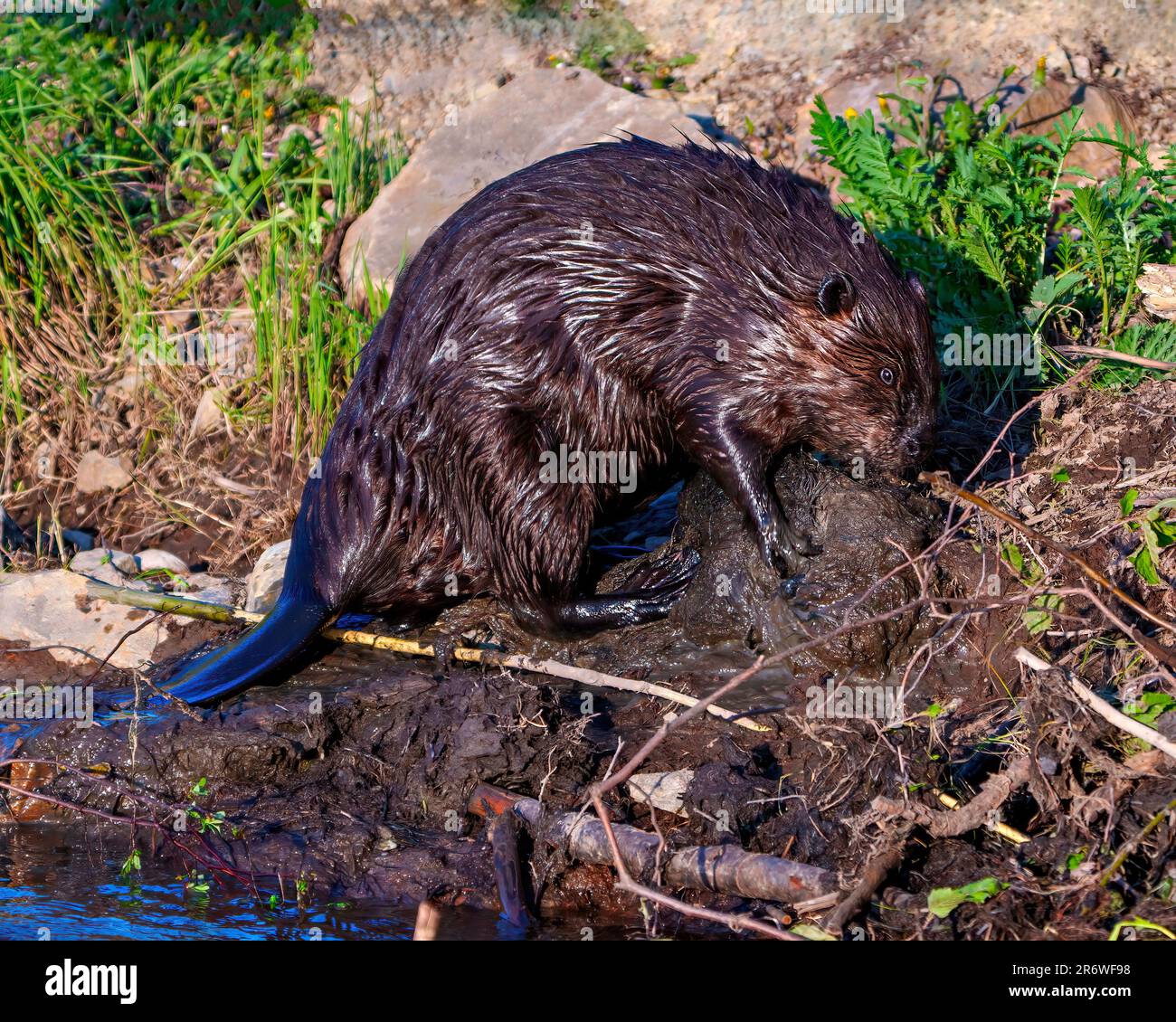 Bringing back plants hi-res stock photography and images - Alamy
