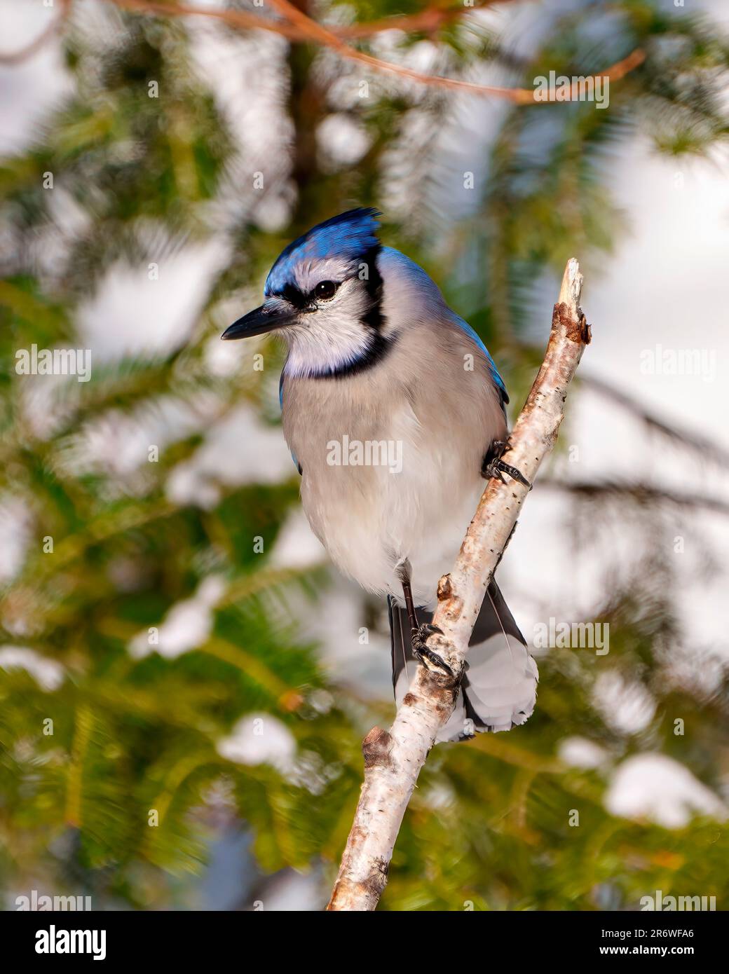Blue Jay close-up profile front view perched on a birch branch with a ...
