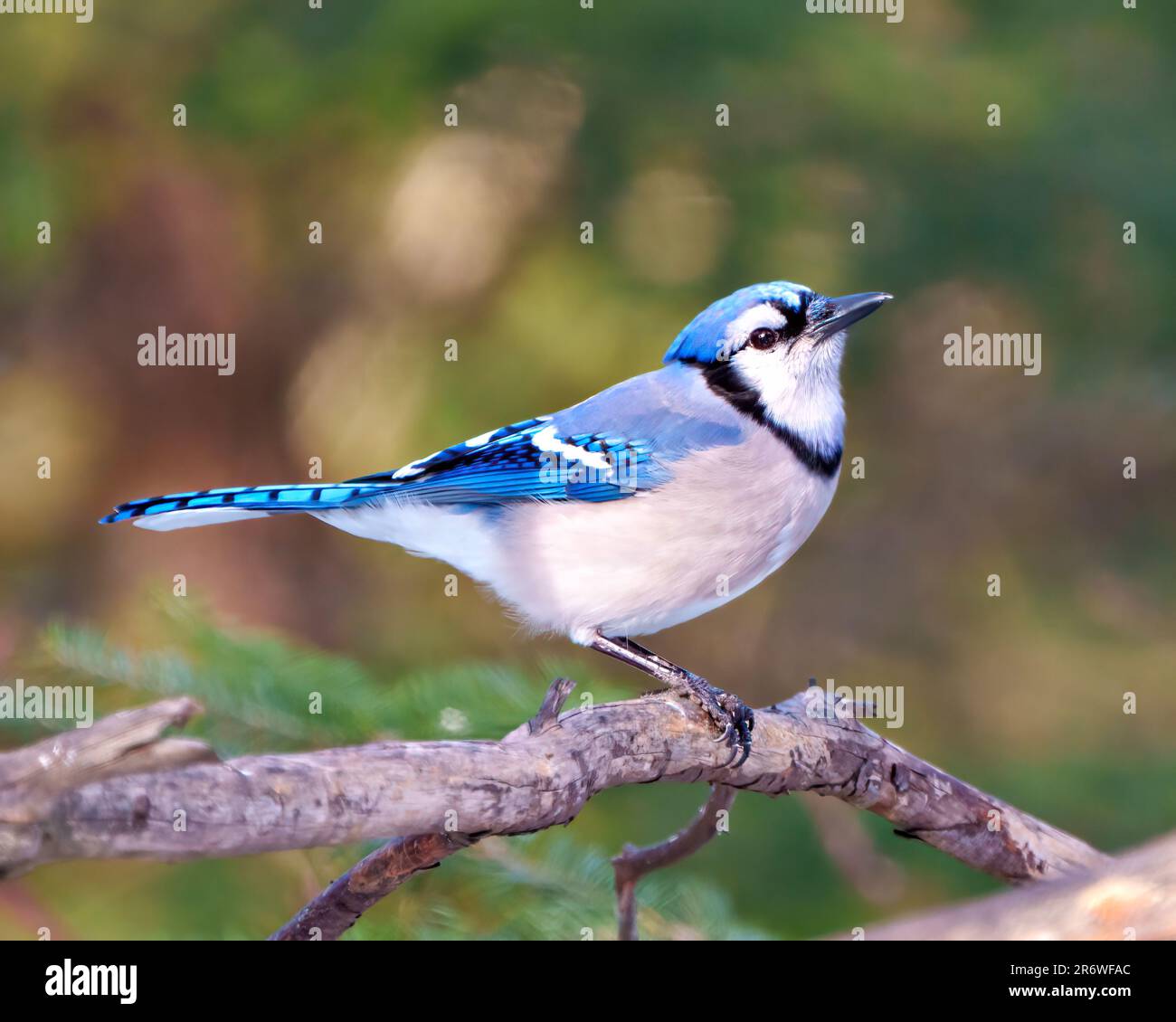 Blue Jay close-up side view, perched on a tree branch with blur background in its environment ...