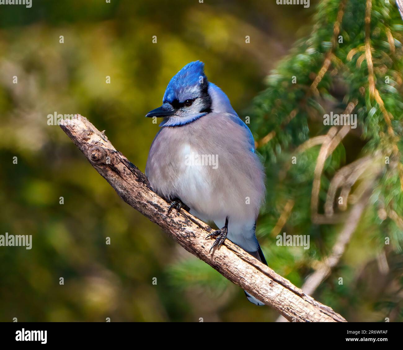 Blue Jay close-up front view perched on a coniferous tree branch with a forest blur background ...