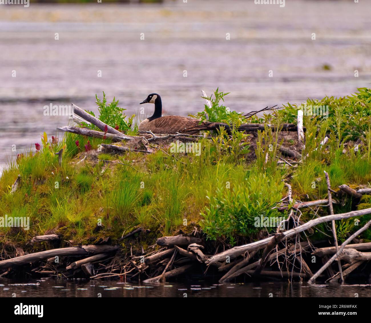 Canada Geese side view nesting on a beaver lodge for a safe spot to ...