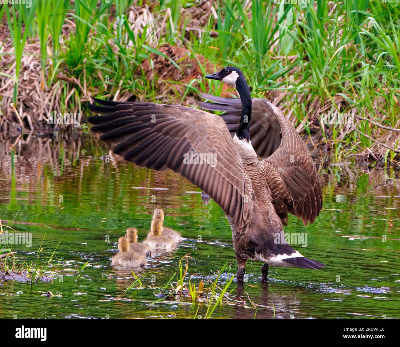 Canadian Goose protecting its gosling babies with spread wings in the ...