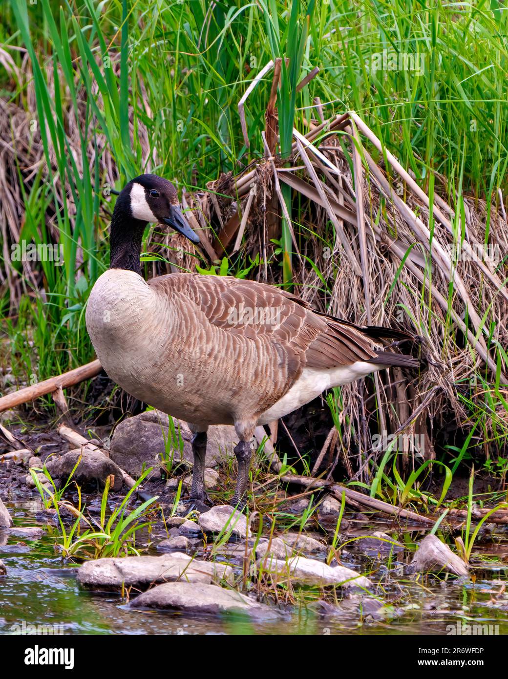 Canada Geese close-up front view walking by the river and standing on ...