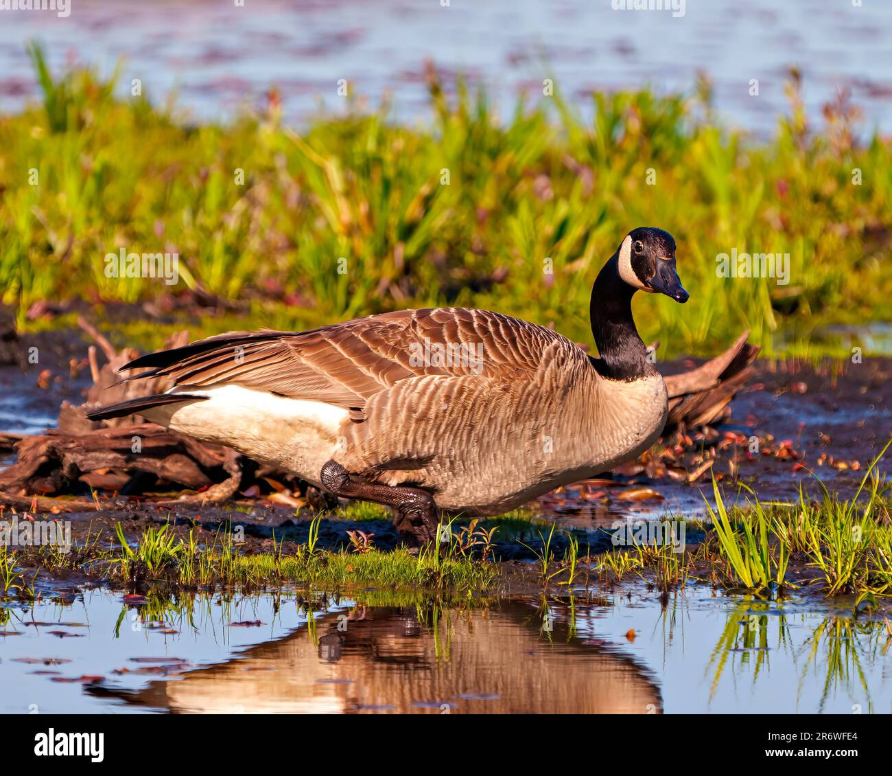 Canada Geese close-up side view foraging for food in the water with a ...