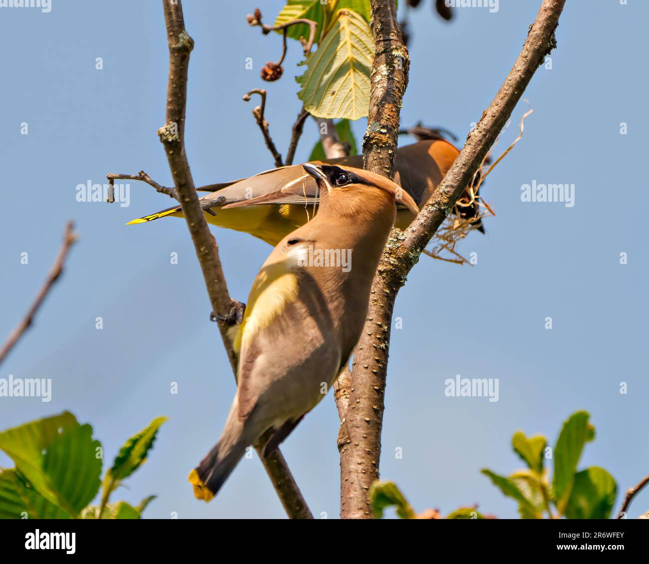 Cedar Waxwing couple perched on a tree branch with blue sky background ...