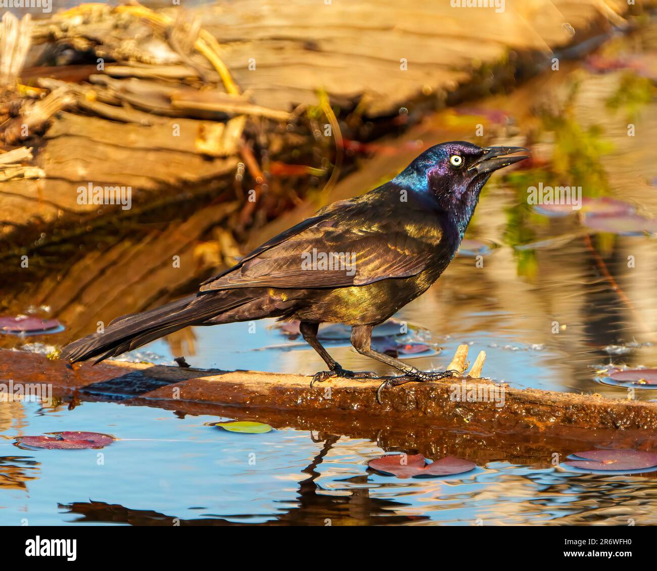 Common Grackle standing on a dead log in the pond in its environment ...