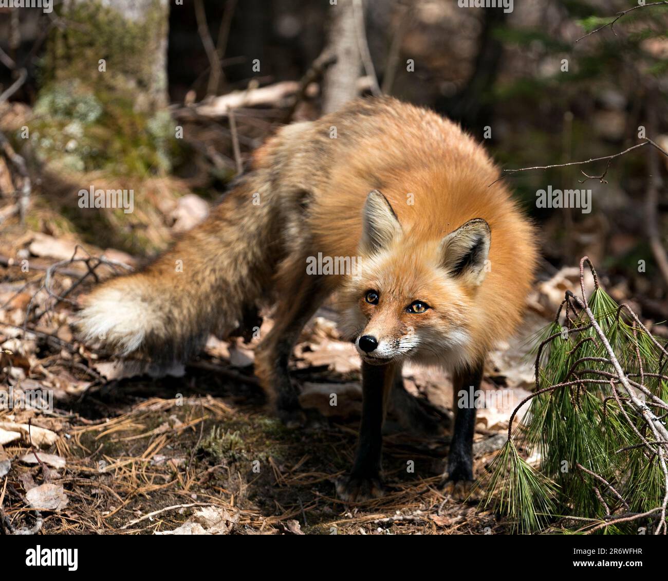 Red fox close-up in the springtime, displaying fox tail, fur, in its ...