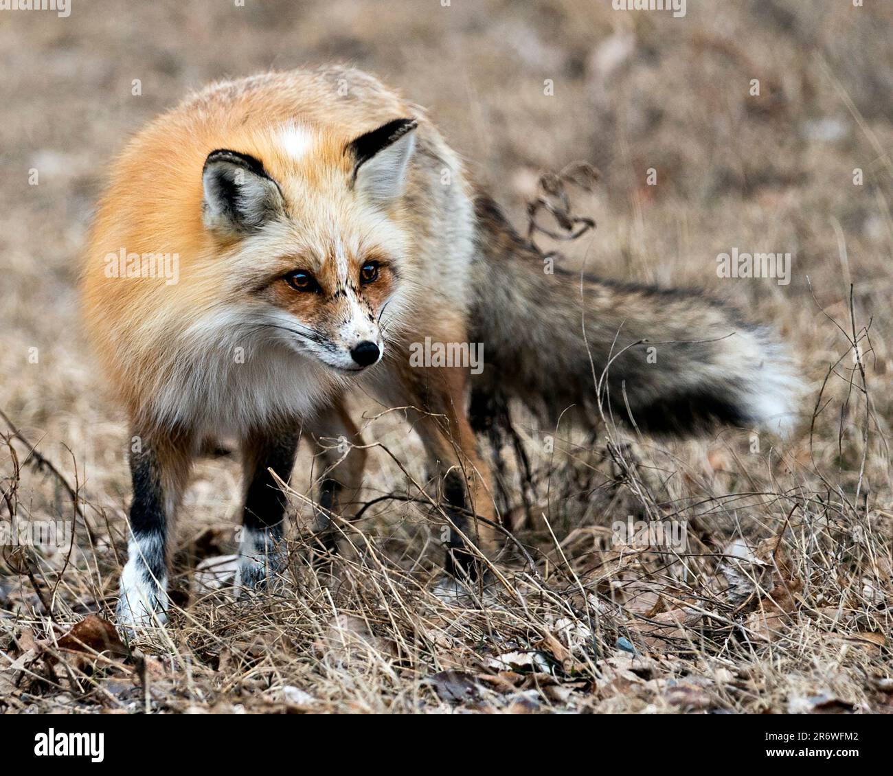 Red unique fox close-up profile front view looking at camera in the ...