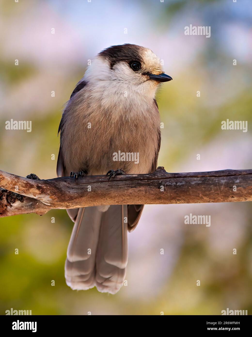 Grey Jay front view perched on a tree branch displaying grey colour ...