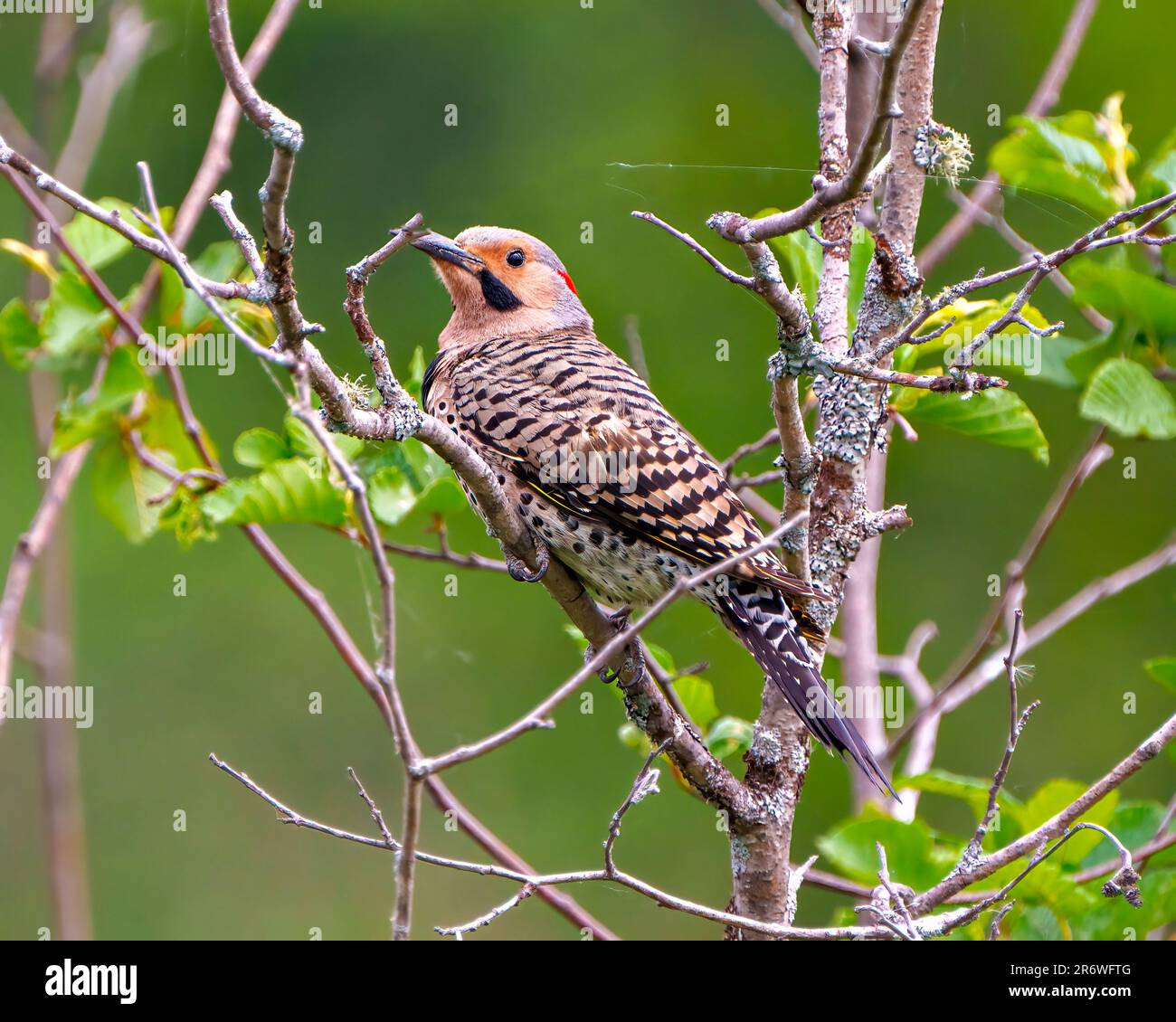 Woodpecker side view bird photo hi-res stock photography and images - Alamy
