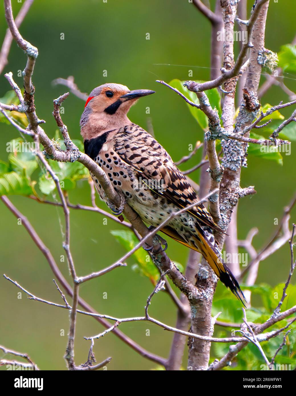 Northern Flicker male side view close-up perched on a branch with green ...