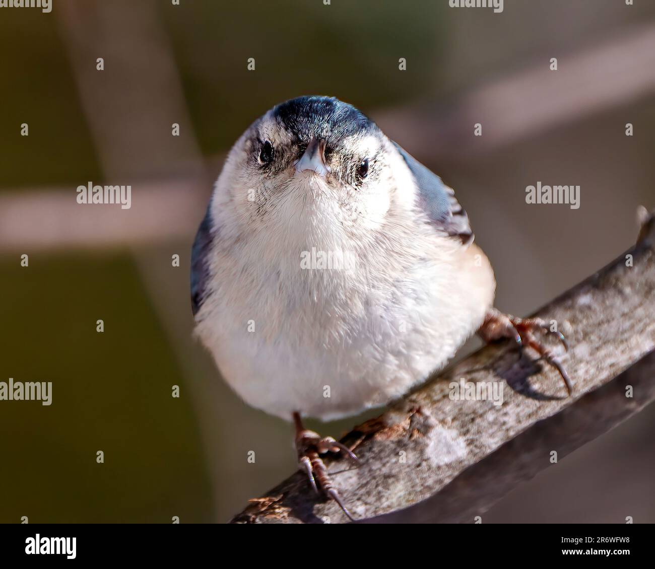White-breasted Nuthatch front view perched on a tree branch with a blur ...