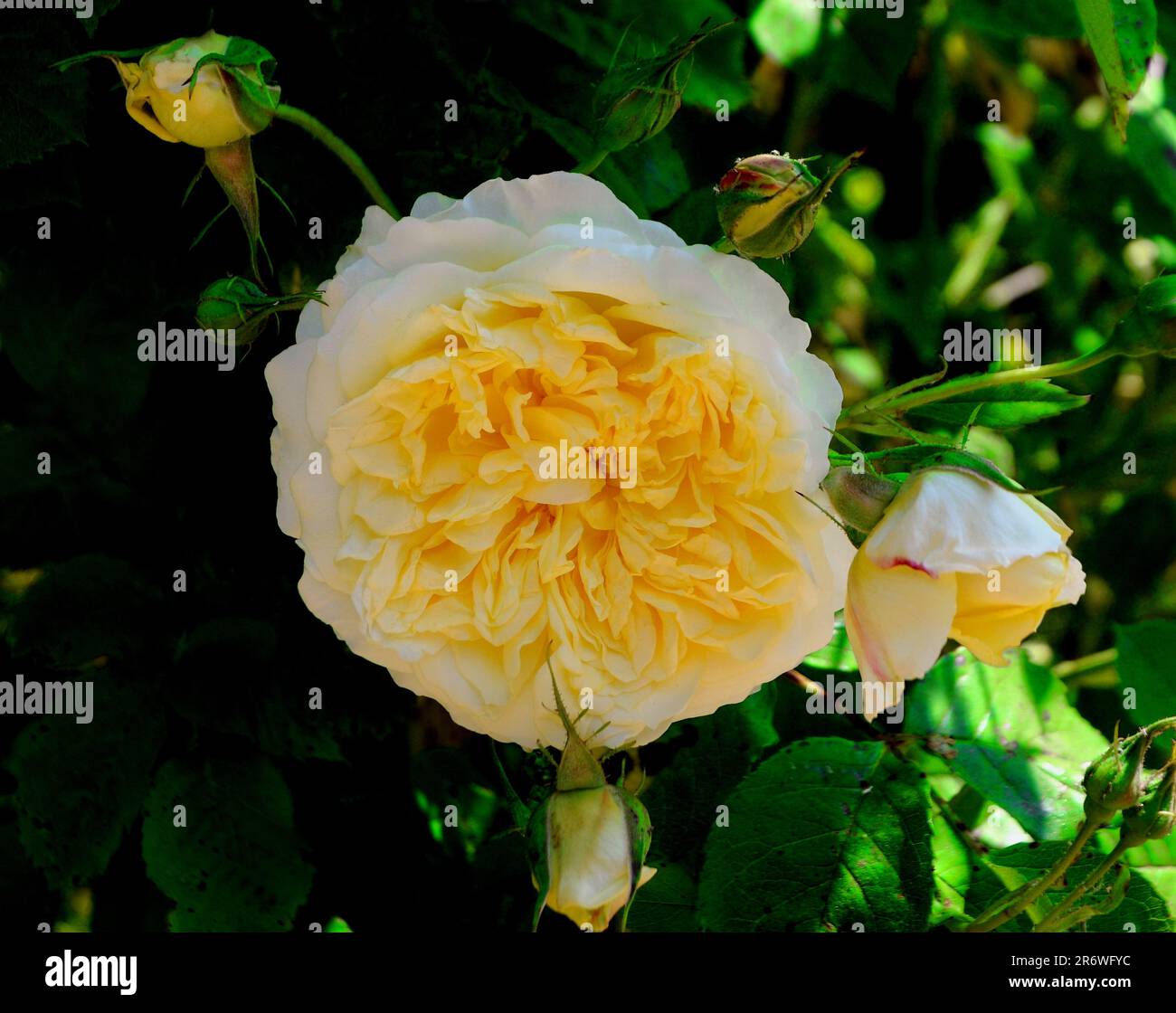 GOLDEN YELLOW CLIMBING ROSE, THE PILGRIM, AT MOTTESFONT ABBEY ROSE ...