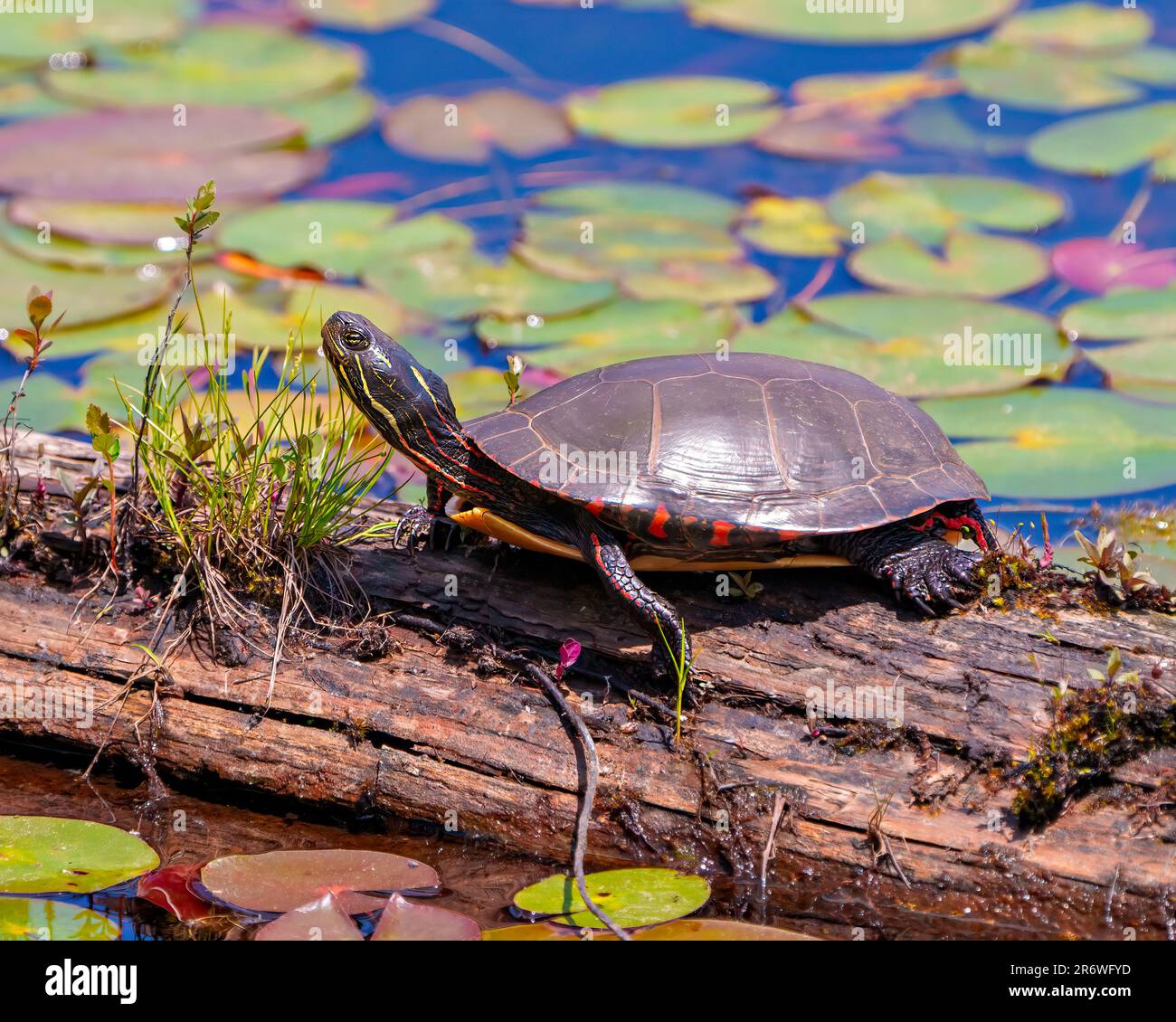 Painted turtle close-up side view resting on a moss log in the pond with water lily pads and ...