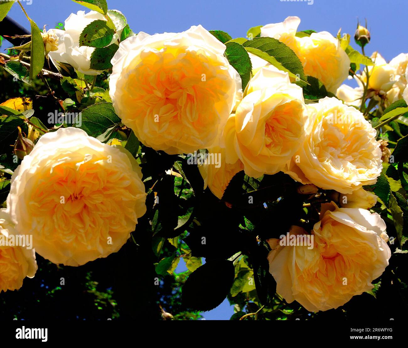 GOLDEN YELLOW CLIMBING ROSE, THE PILGRIM, AT MOTTESFONT ABBEY ROSE ...