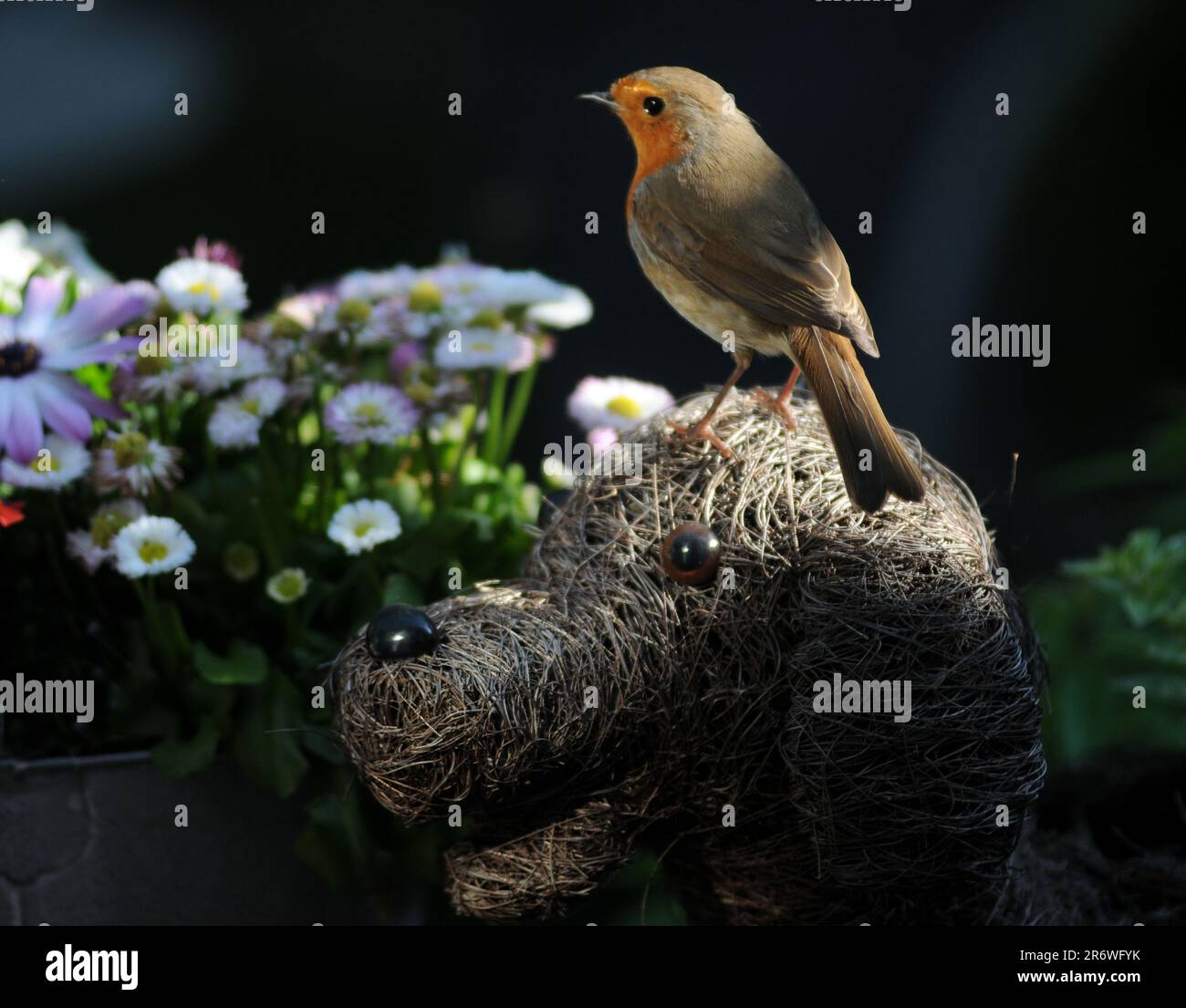 ROBIN ON A WOVEN DOG PLANTER IN A GARDEN AT PORTCHESTER, HANTS. PIC ...