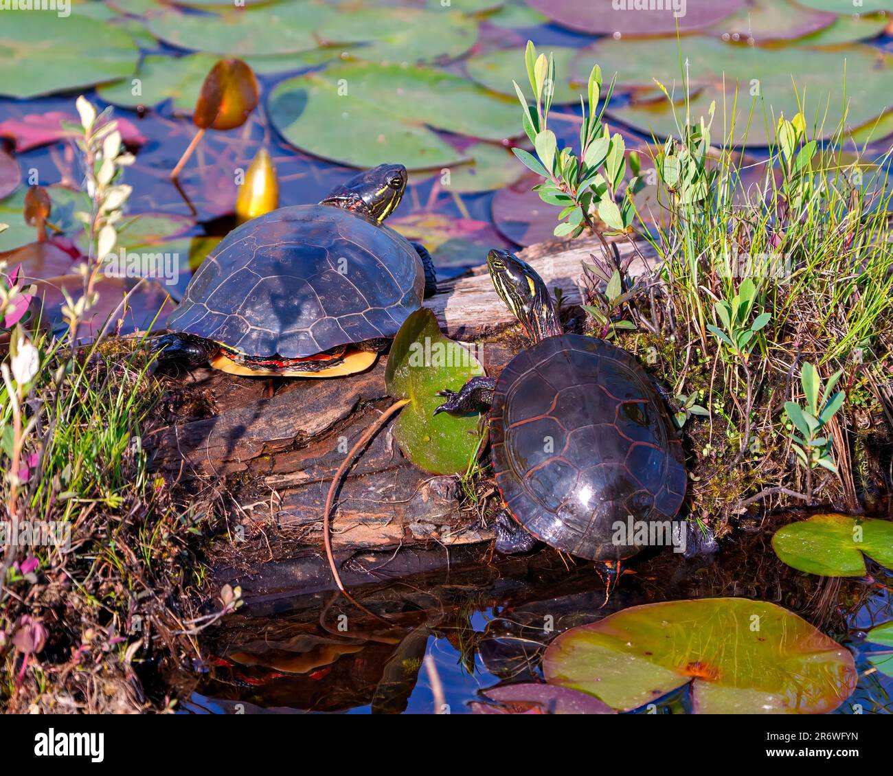 Painted turtle couple rear view resting on a moss log in the pond with ...