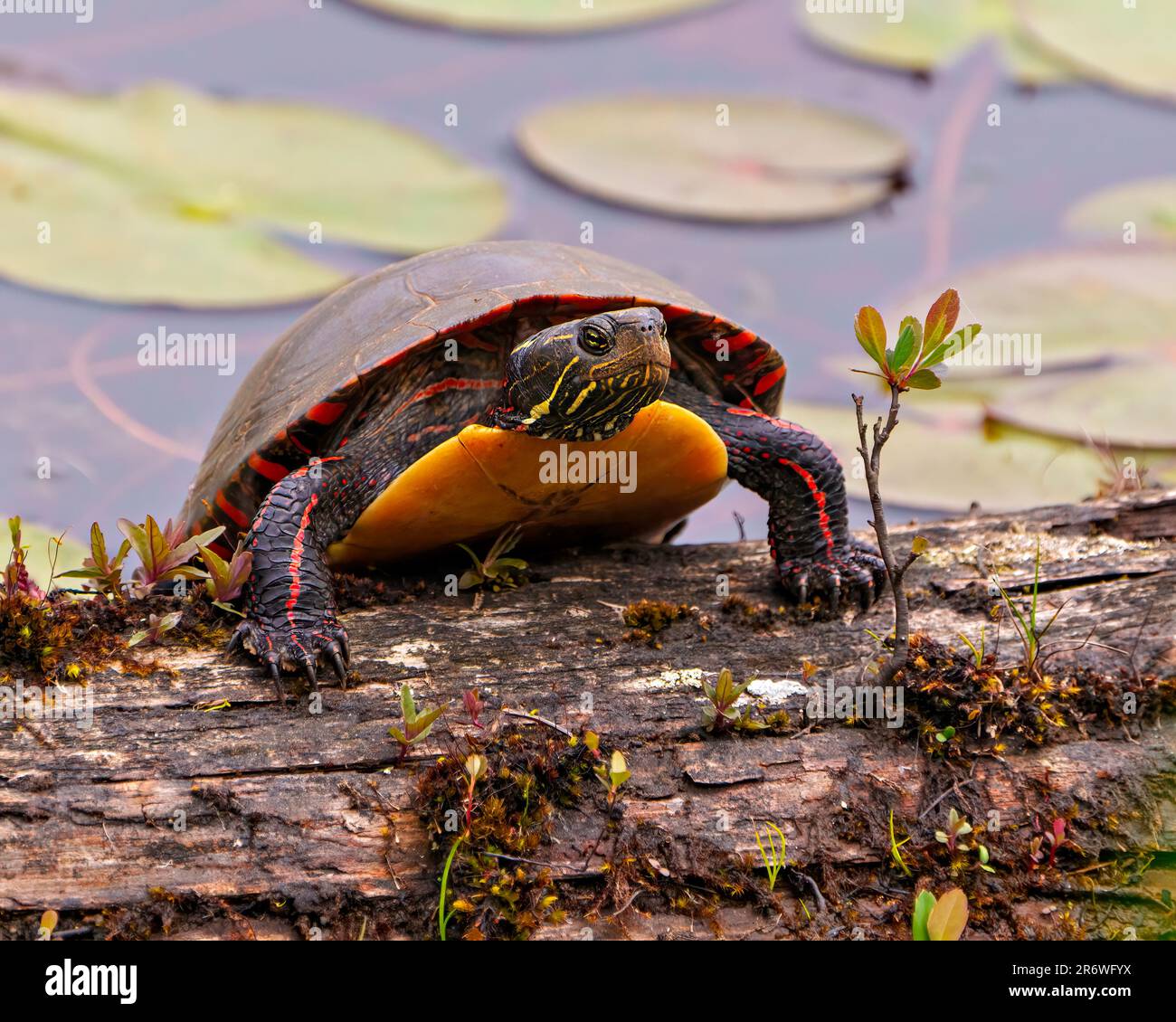Painted turtle resting on a moss log in the pond with water lily pad ...