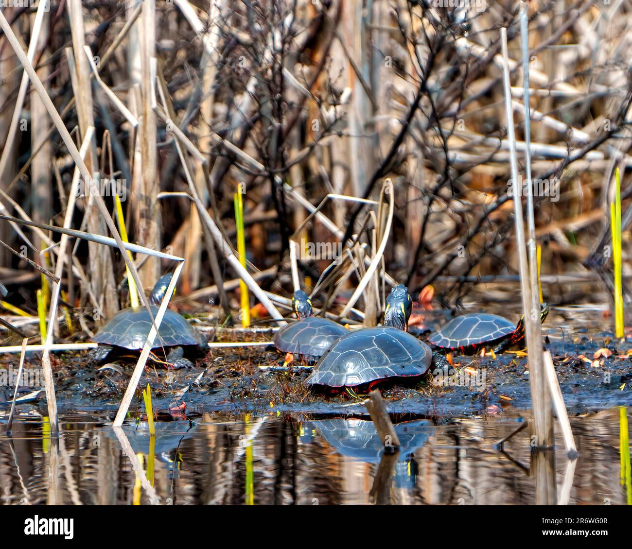 Painted turtle groups resting in the pond displaying their turtle shell ...