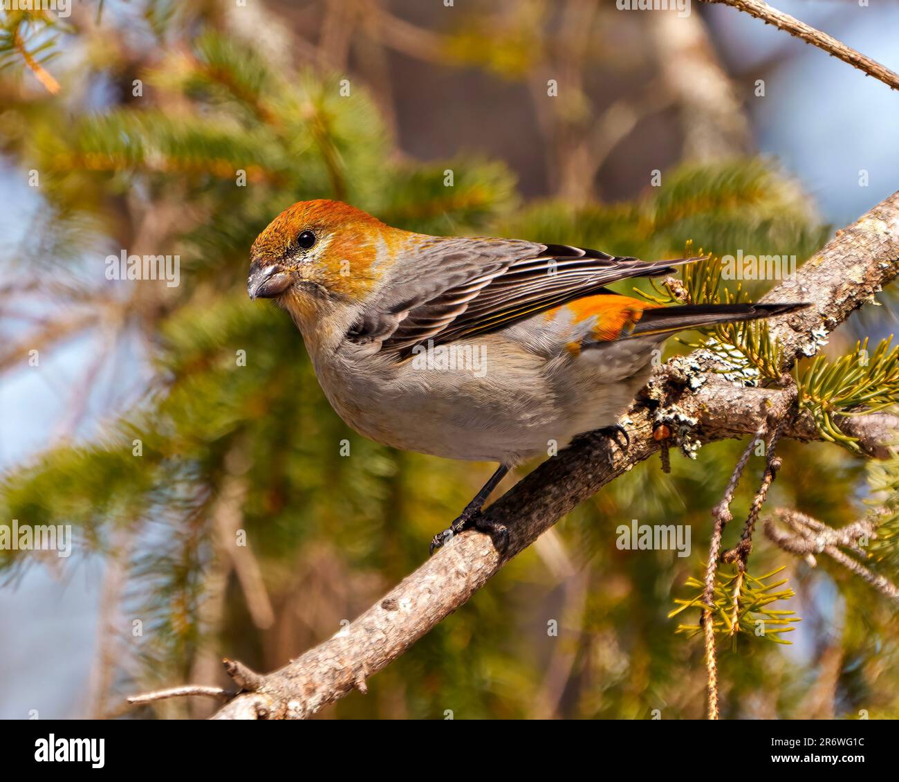 Pine Grosbeak female perched side view on a branch with a coniferous ...
