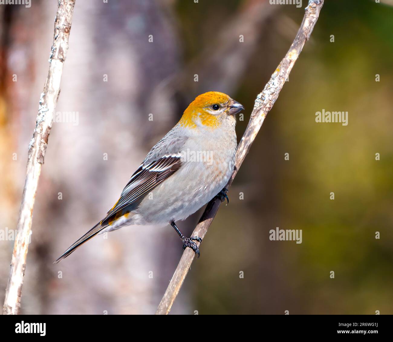 Pine Grosbeak female side view perched on a branch with a blur forest ...