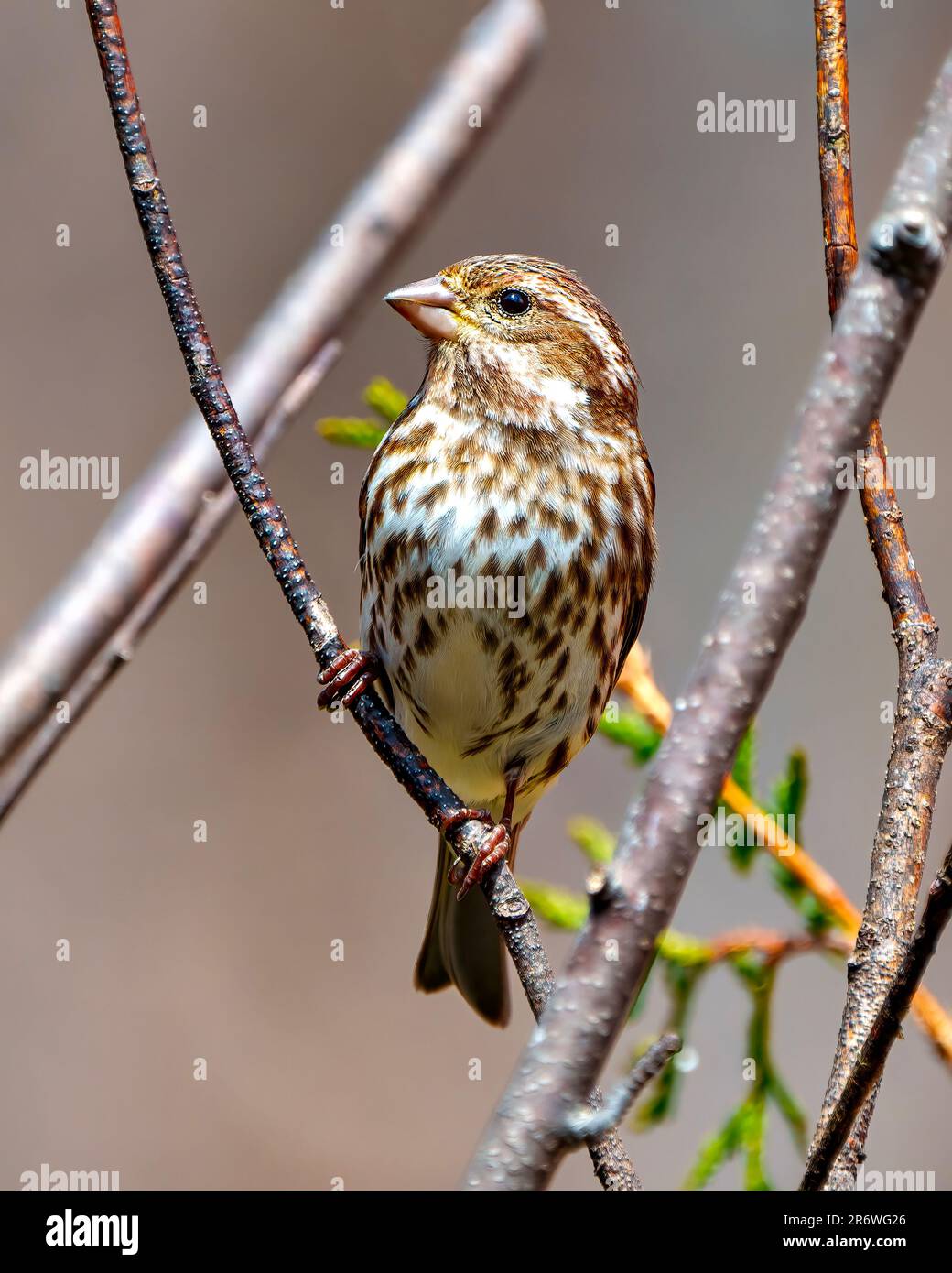 Picture of a finch hi-res stock photography and images - Alamy