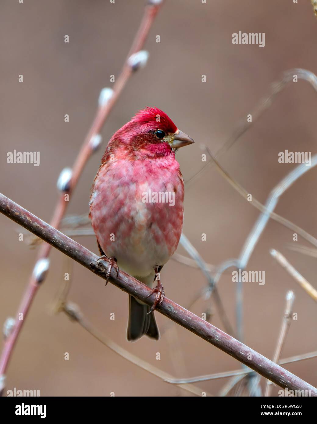 Finch male close-up front view, perched on a branch displaying red ...