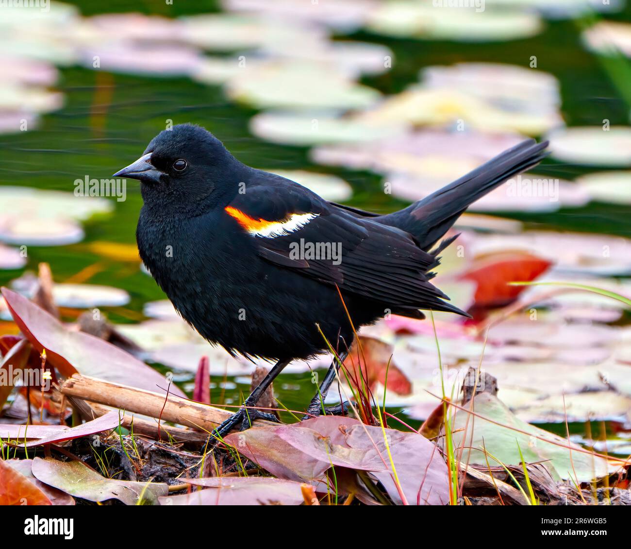 Red-Winged Blackbird male close-up side view, standing on water lily ...