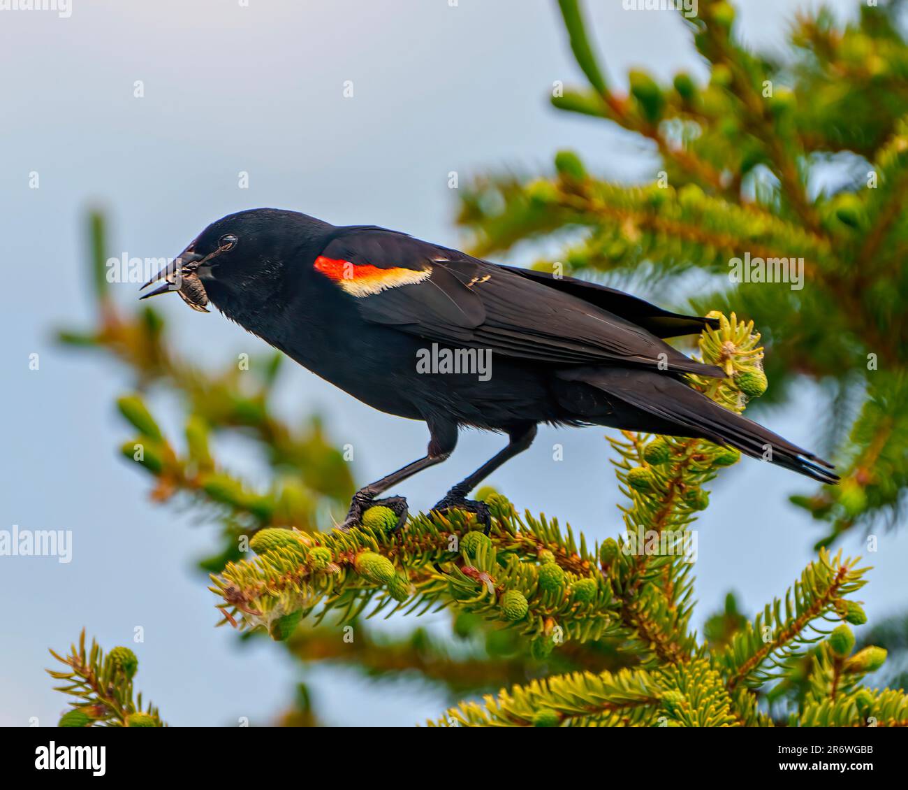 Red-Winged Blackbird male close-up side view perched on coniferous tree ...
