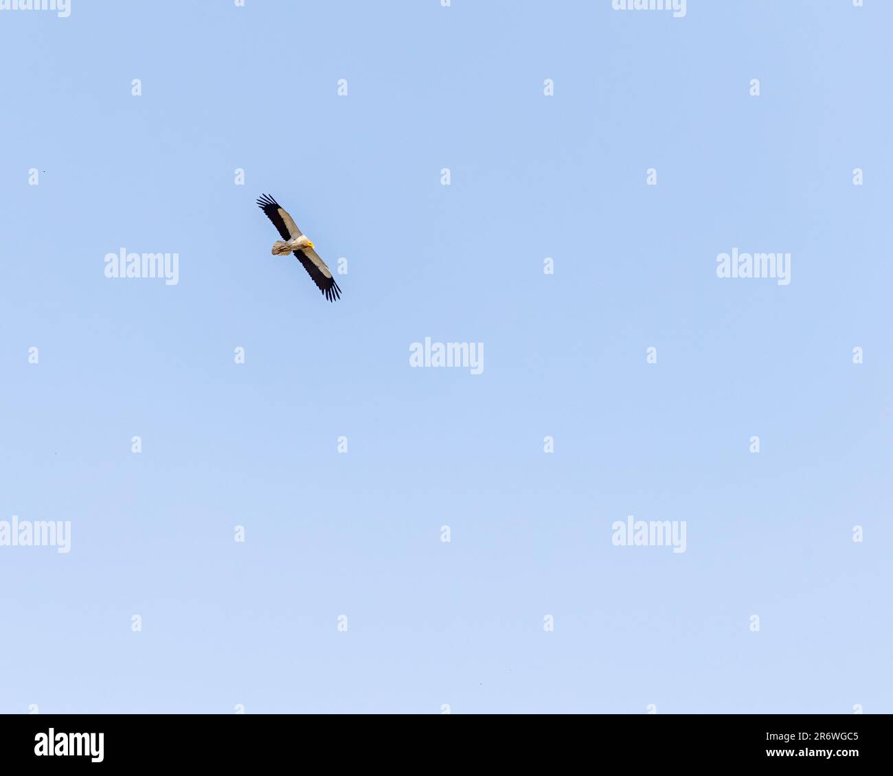 Egyptian vulture image hi-res stock photography and images - Alamy