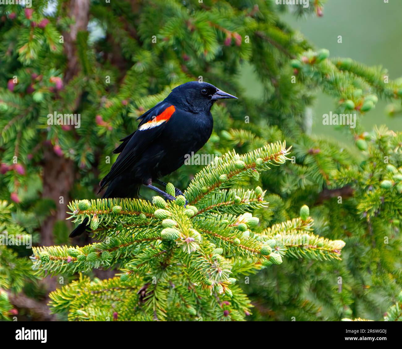 Red-Winged Blackbird male close-up side view perched on coniferous tree ...