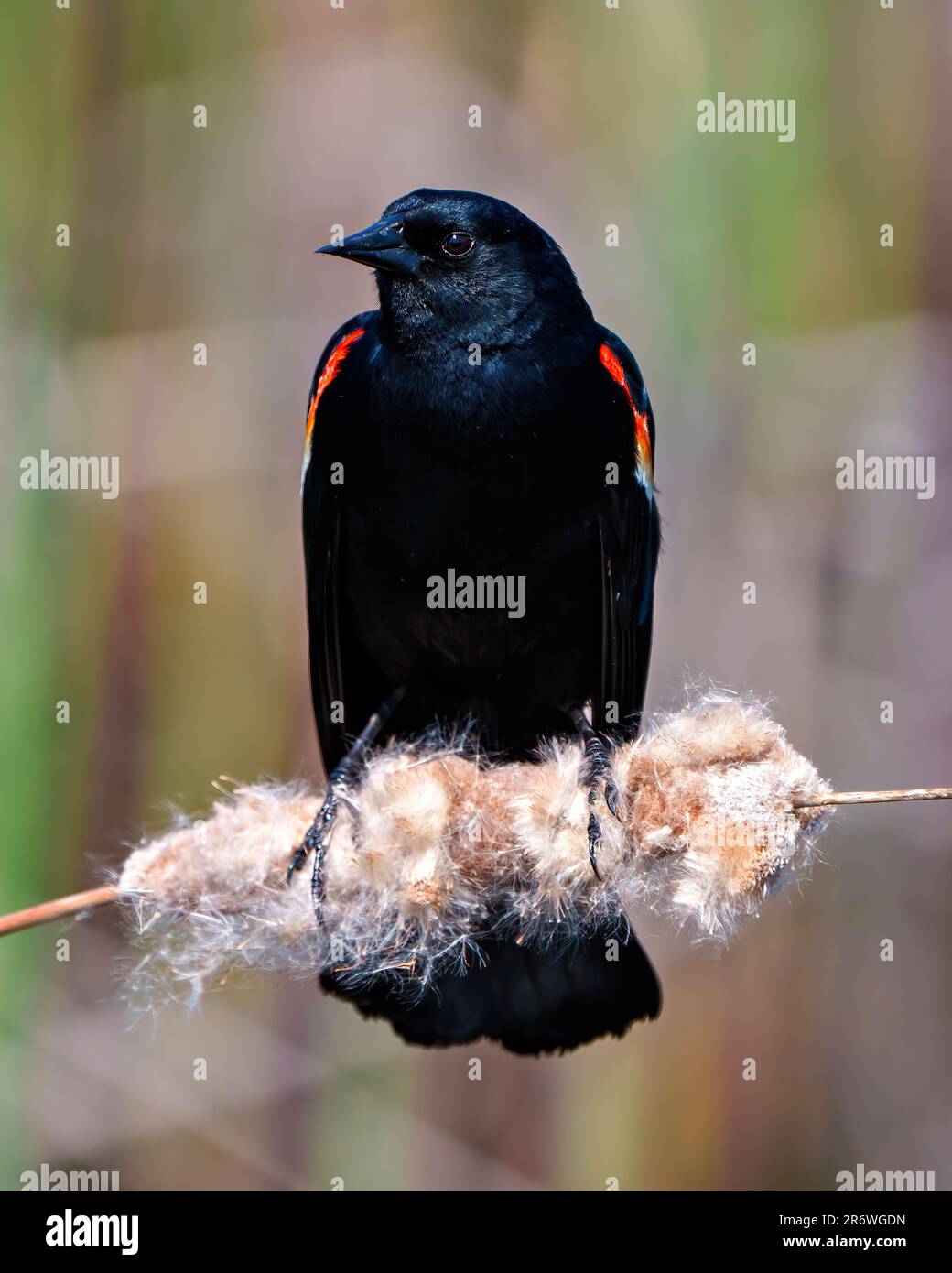 Red-Winged Blackbird male close-up front view, perched on a cattail ...