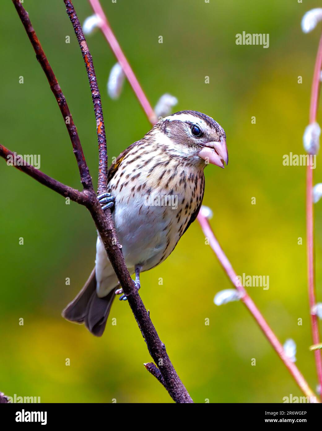 Rose-breasted Grosbeak female close-up view perched on a branch with ...
