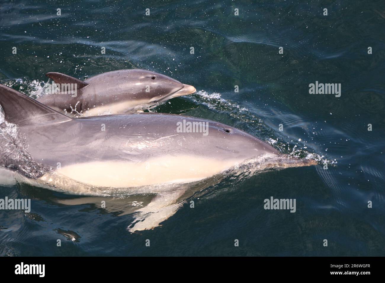 Mother and Baby Common Dolphins Stock Photo - Alamy