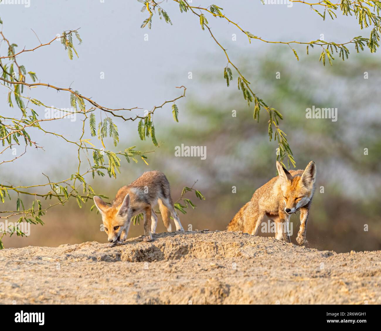 Juvenile of desert fox having food a rat Stock Photo - Alamy