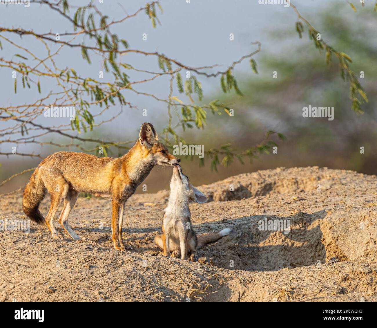 Desert Fox with its juvenile Stock Photo - Alamy