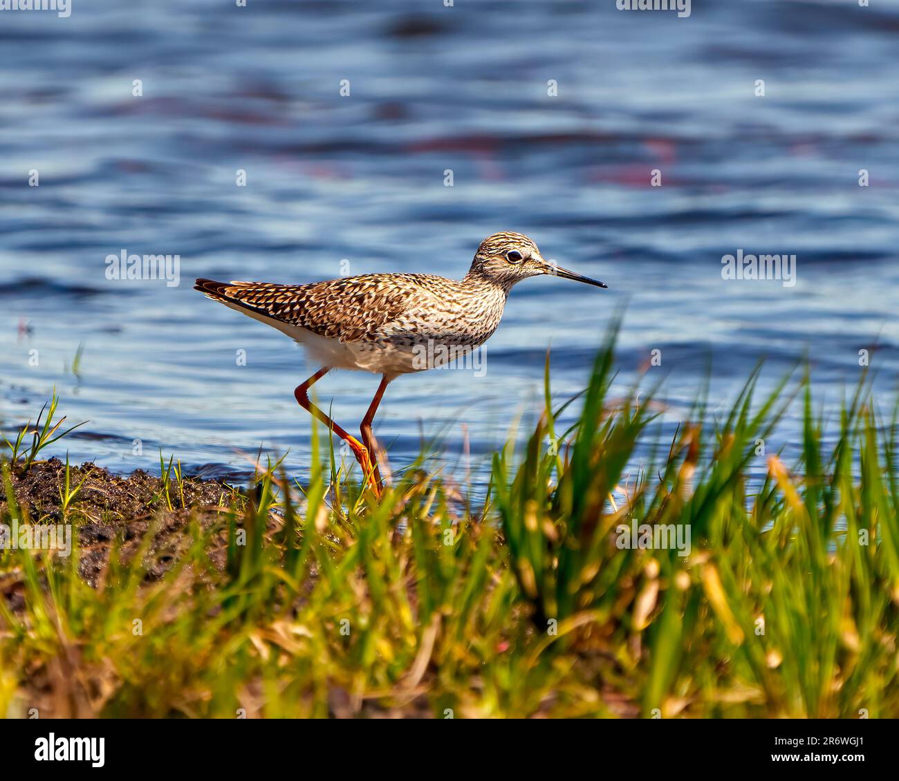 Common Sandpiper close-up side view standing in the water with a water ...