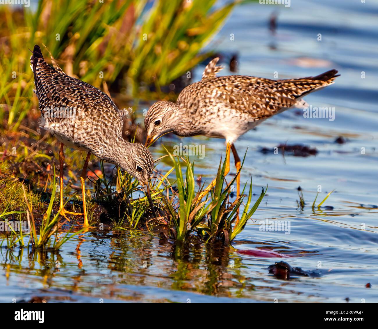 Common Sandpiper birds foraging for food in a marsh environment and ...