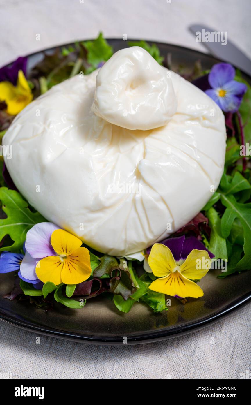 Fresh handmade soft Italian cheese from Puglia, white ball of burrata ...