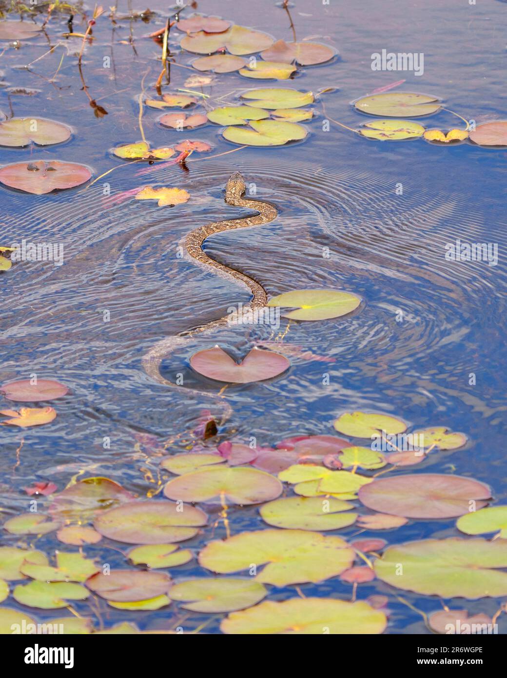 Snake close-up profile view crawling on water with a water lily pads ...
