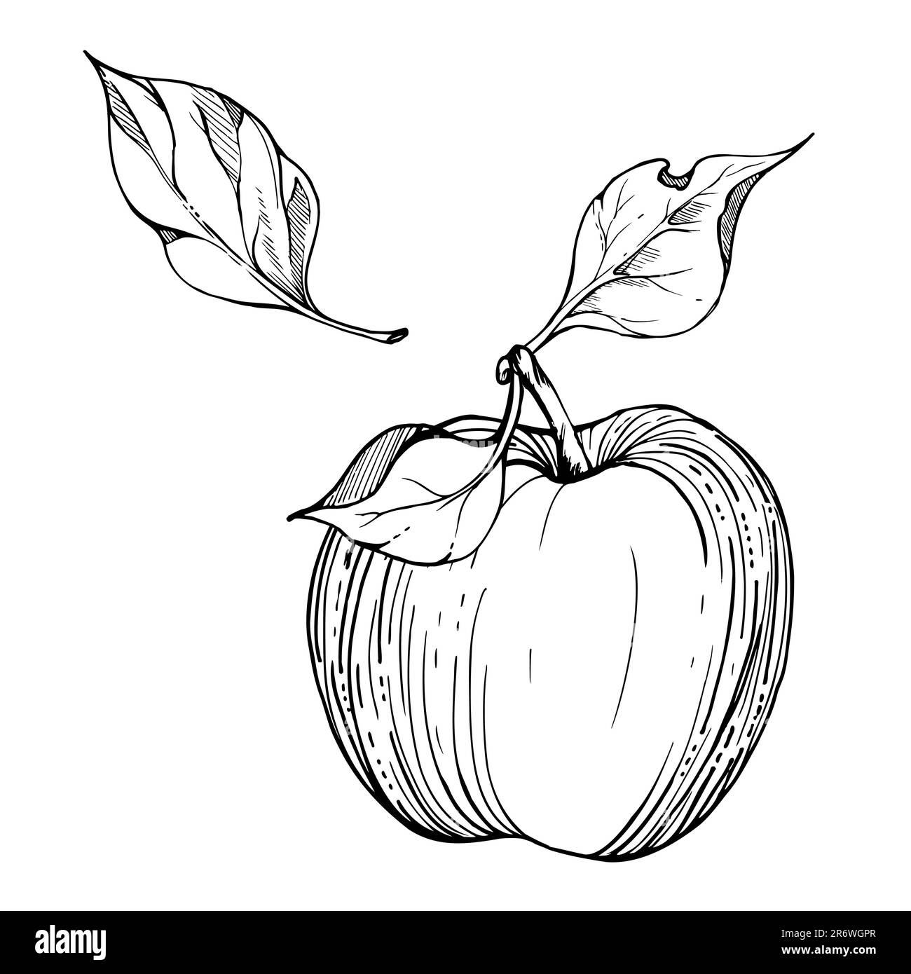 Hand drawn ink composition with ripe apple fruit, full with leaves ...
