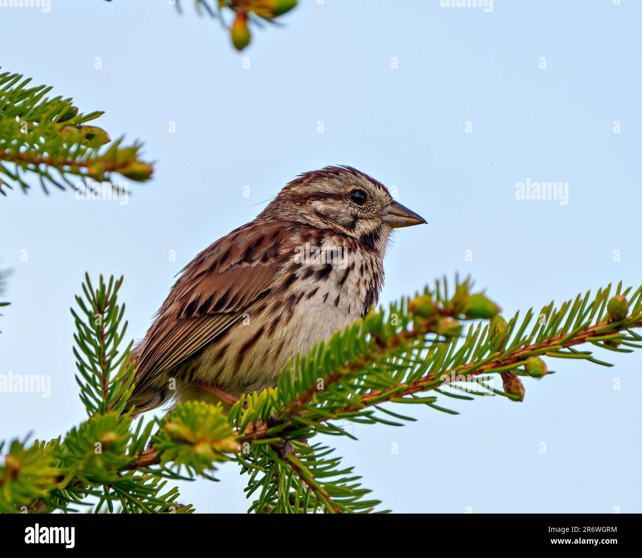 Sparrow close-up side view perched on a coniferous tree with blue sky ...