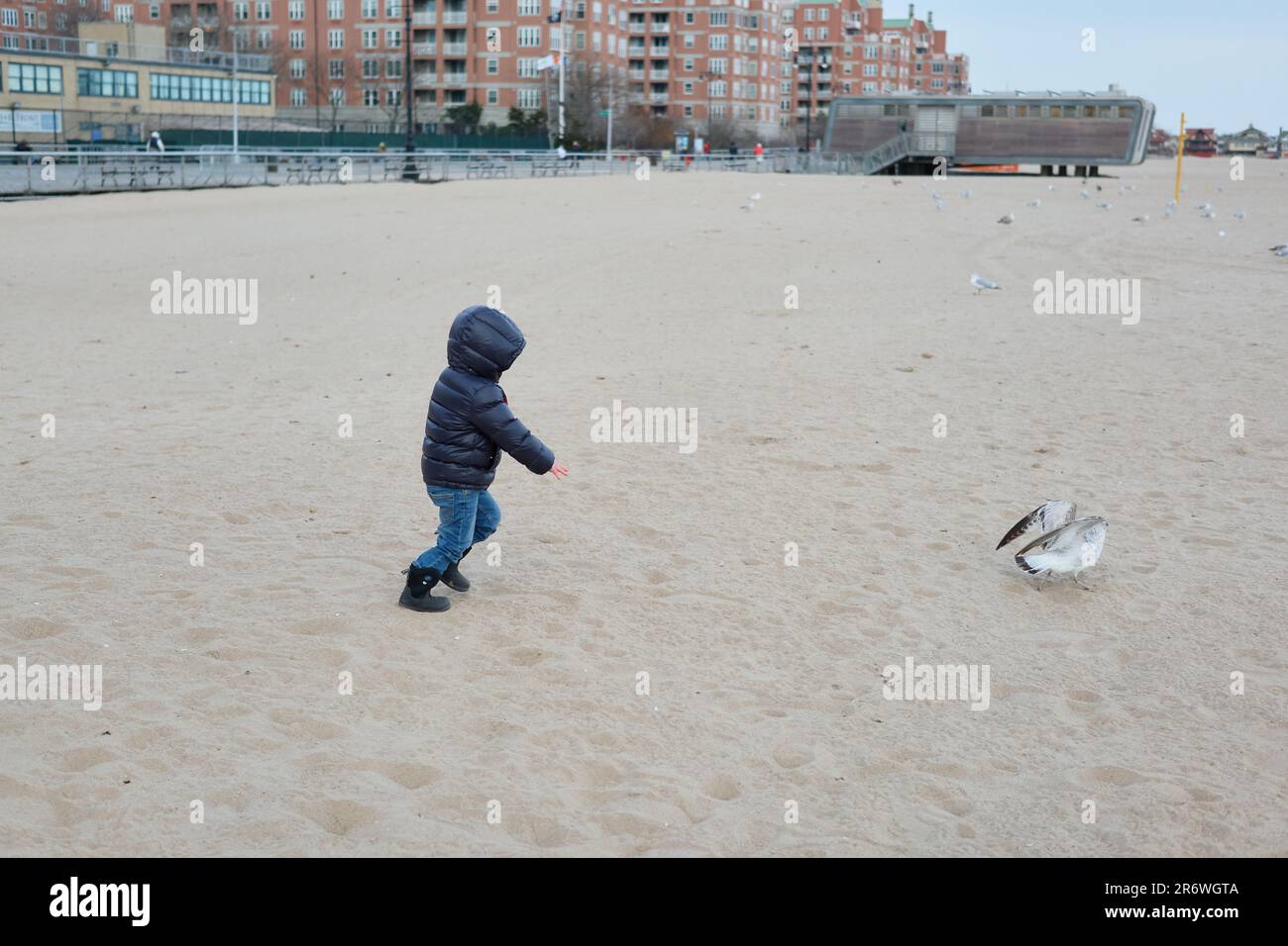 young boy chasing birds on the beach Stock Photo - Alamy