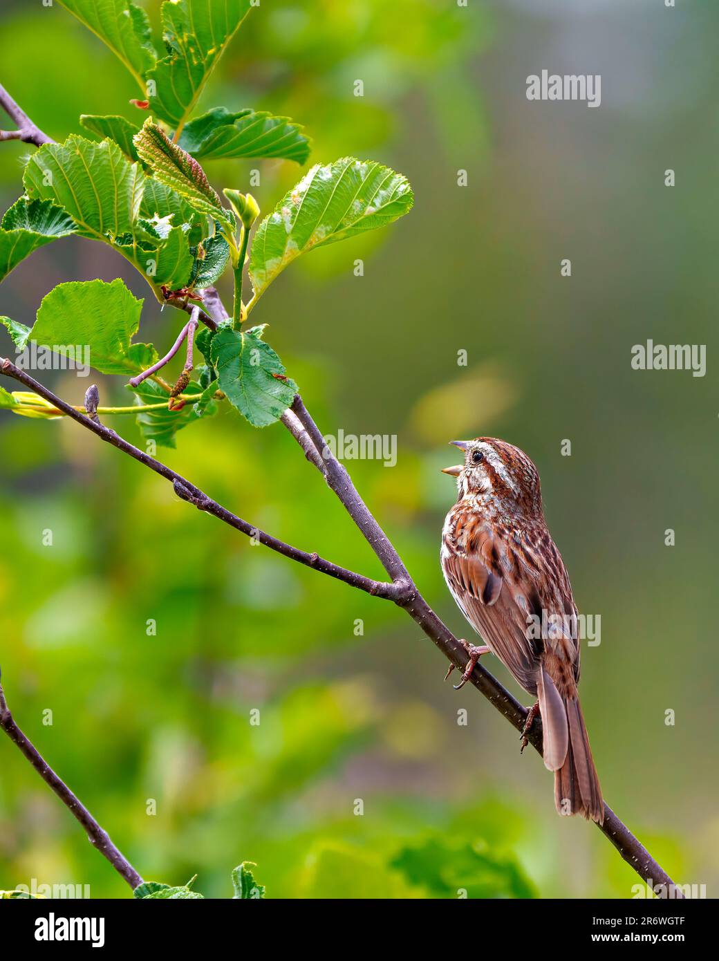 Sparrow close up side view perched on a branch with green forest ...
